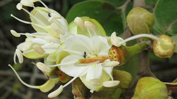 Hymenaea martiana_百度百科