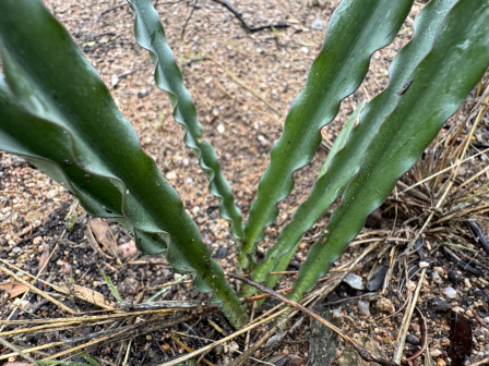 Haemanthus crispus_百度百科