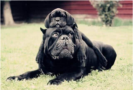 如何正确饲养卡斯罗犬？_百科TA说