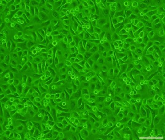 hl-60细胞_百度百科