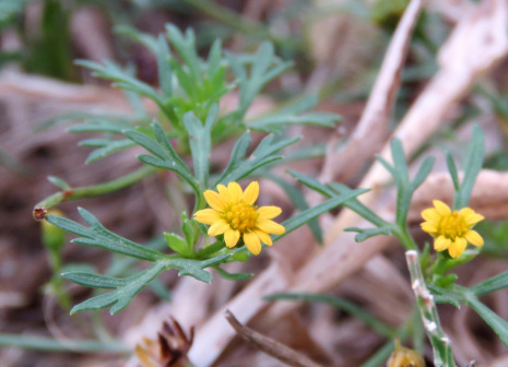 Chrysanthellum indicum_百度百科