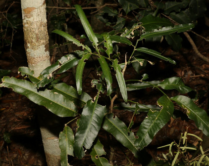 Atalaya multiflora_百度百科