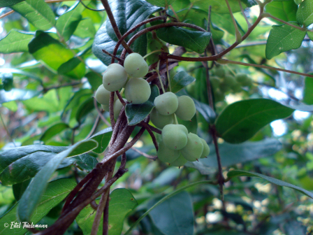 Boquila trifoliolata_百度百科