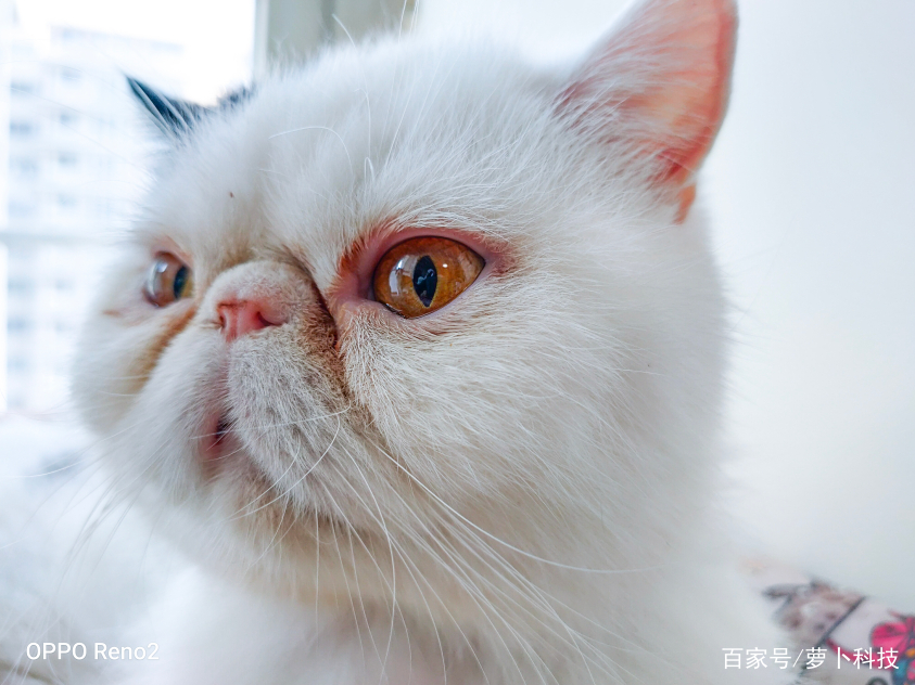 和iPhone 11比拍照，OPPO Reno2靠的就是这些硬实力_百科TA说