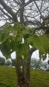 Omphalea oleifera_百度百科