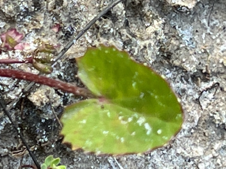 Centella erecta_百度百科