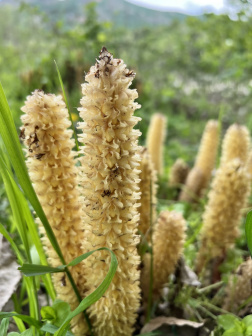 Lathraea rhodopea_百度百科