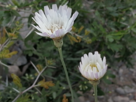 Pinaropappus roseus_百度百科