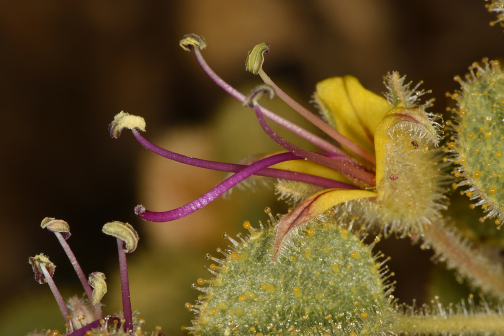 Cleome droserifolia_百度百科