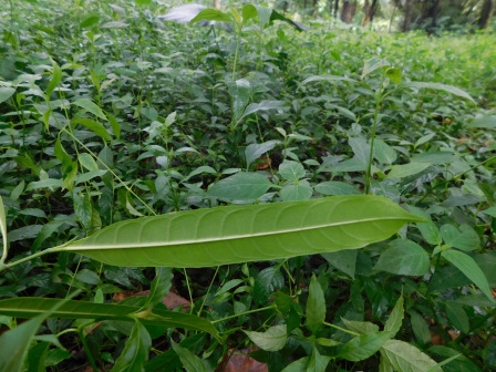 Ficus sinuata_百度百科