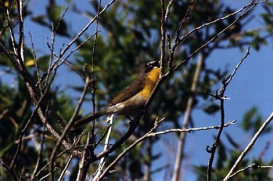 黄胸山雀_百度百科