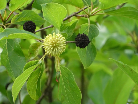 Mitragyna inermis_百度百科