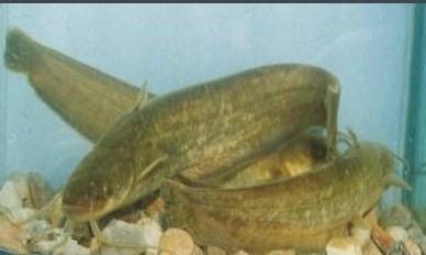 兰州鲇_百度百科