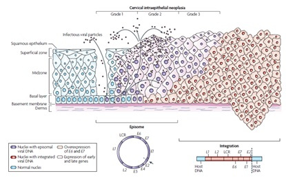 HPV E6/E7_百度百科