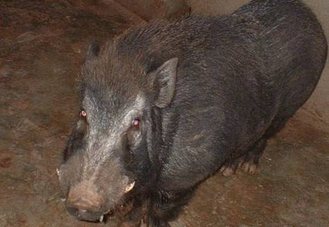 Boar_百度百科