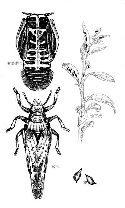 柑橘木虱_百度百科