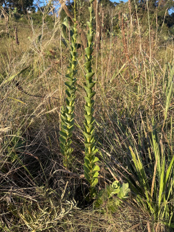 Lopholaena segmentata_百度百科