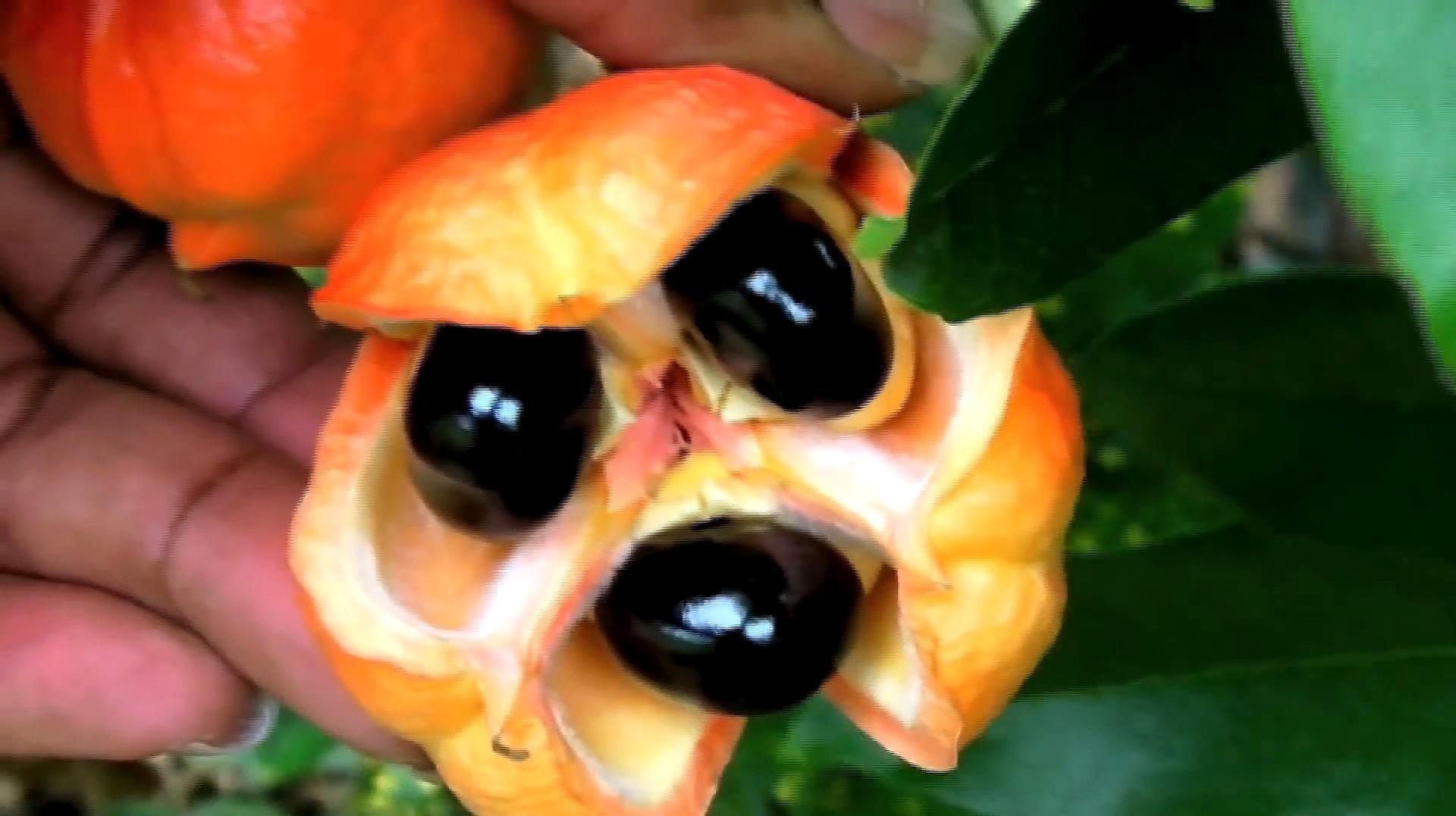 水果中的河豚，世界上最危险的水果，美味而致命的Ackee阿基果_科星球_百度百科