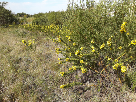 Cyclopia pubescens_百度百科