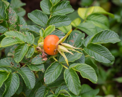 极地冰玫瑰_百度百科