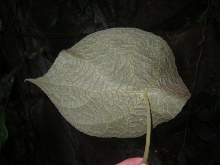 Begonia phuthoensis_百度百科