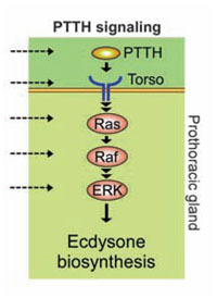 促前胸腺激素_百度百科