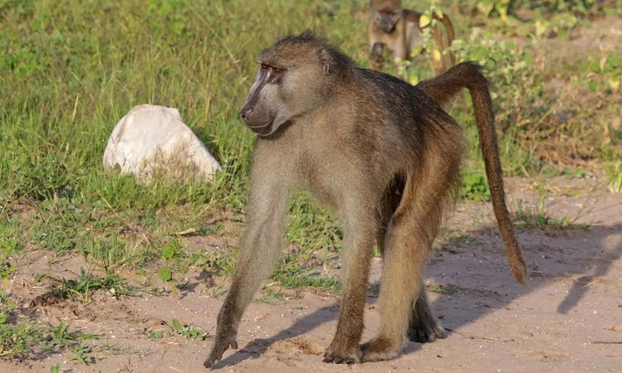 狒狒（狒狒属下的动物统称）_百度百科