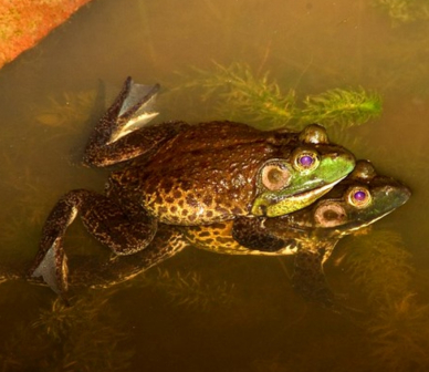 美洲牛蛙_百度百科
