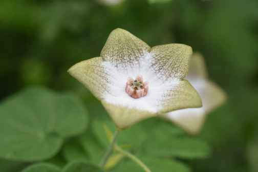 Polystemma guatemalense_百度百科