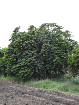 Castilla elastica_百度百科