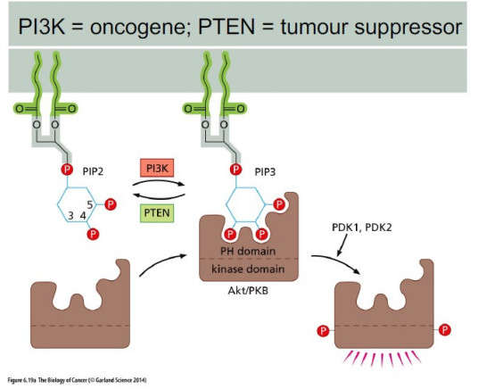 PKB/Akt细胞信号传导通路_百度百科