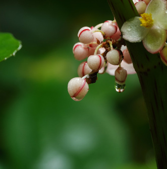 Begonia roxburghii_百度百科