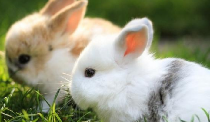 萌萌的宠物兔，其实并不是兔_百科TA说