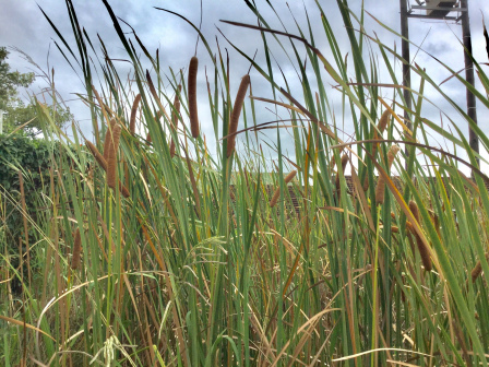 Typha capensis_百度百科