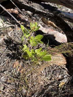 Searsia lucida_百度百科