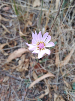 Pinaropappus roseus_百度百科