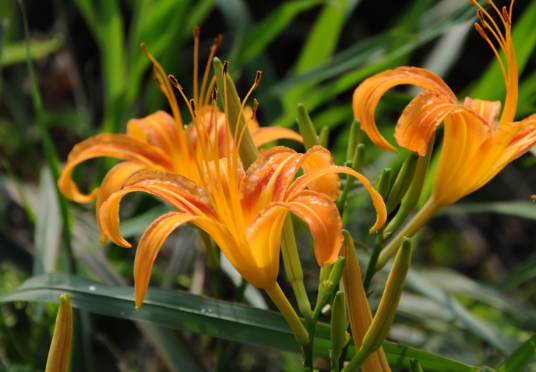Hemerocallis 'Eye Yi Yi'_百度百科