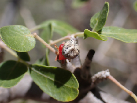 Commiphora sinuata_百度百科