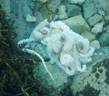 Labidiaster annulatus_百度百科