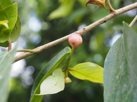 Ficus colubrinae_百度百科