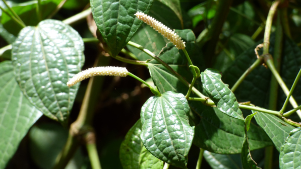 Piper capense_百度百科