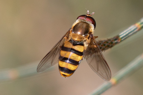 宽带优蚜蝇_百度百科