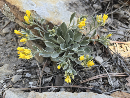 Physaria vitulifera_百度百科
