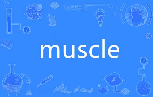 muscle（英语单词）_百度百科