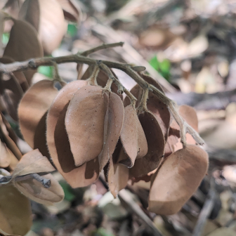 Hymenaea martiana_百度百科