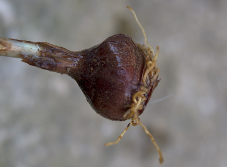 Crocus tauri_百度百科