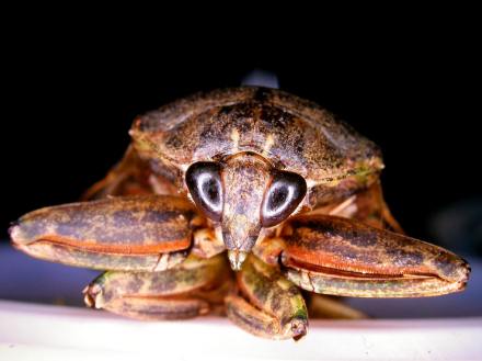 负子蝽_百度百科