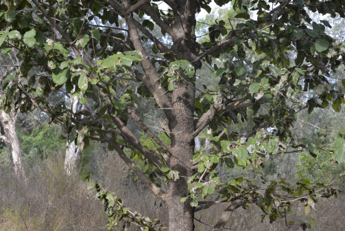 Ficus scobina_百度百科
