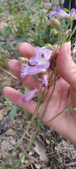 Penstemon dissectus_百度百科