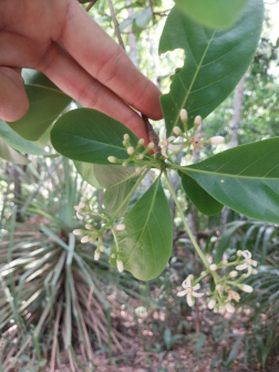 Vavaea amicorum_百度百科